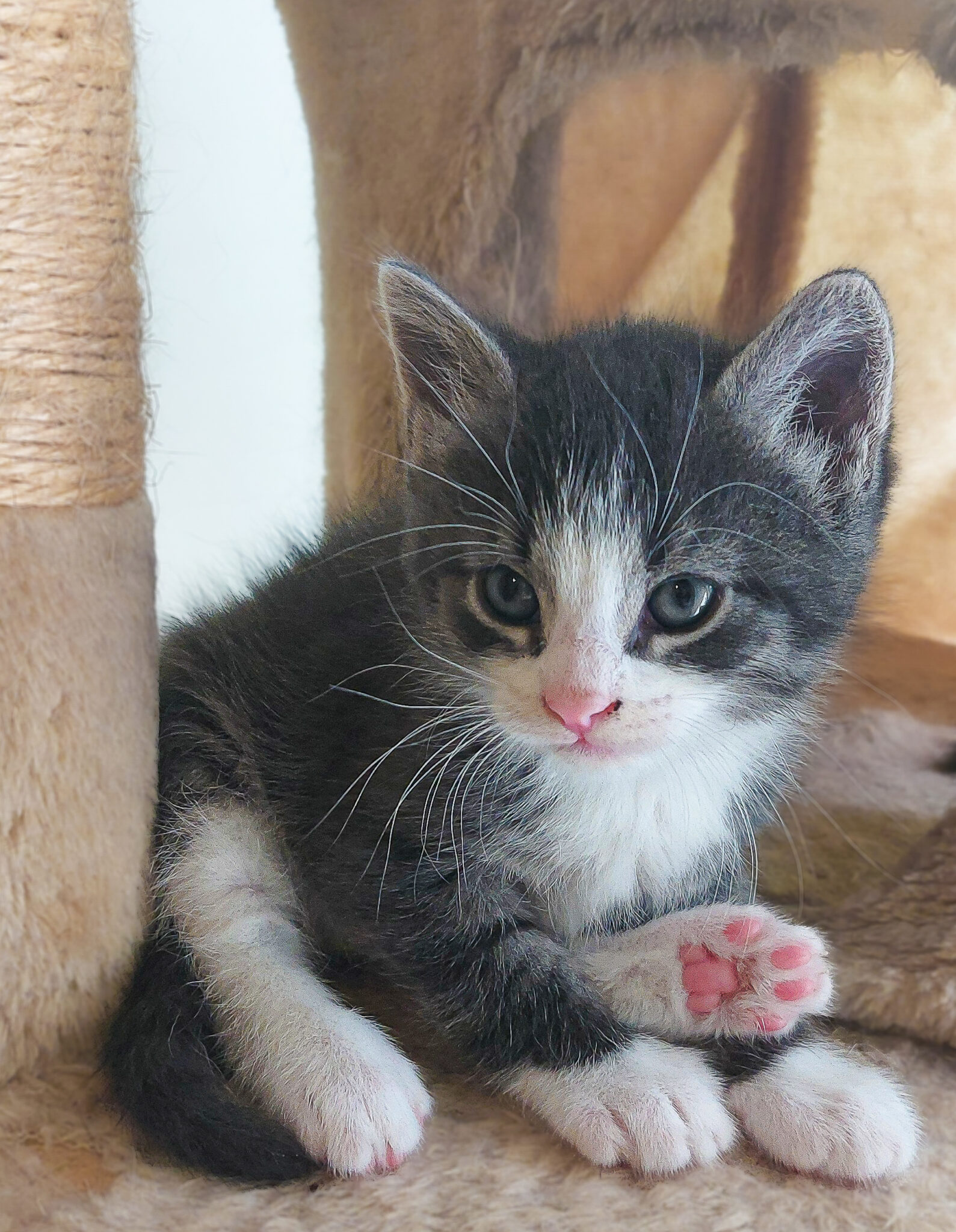 Sebbe - reservert - Dyrebeskyttelsen Norge Sør-Trøndelag